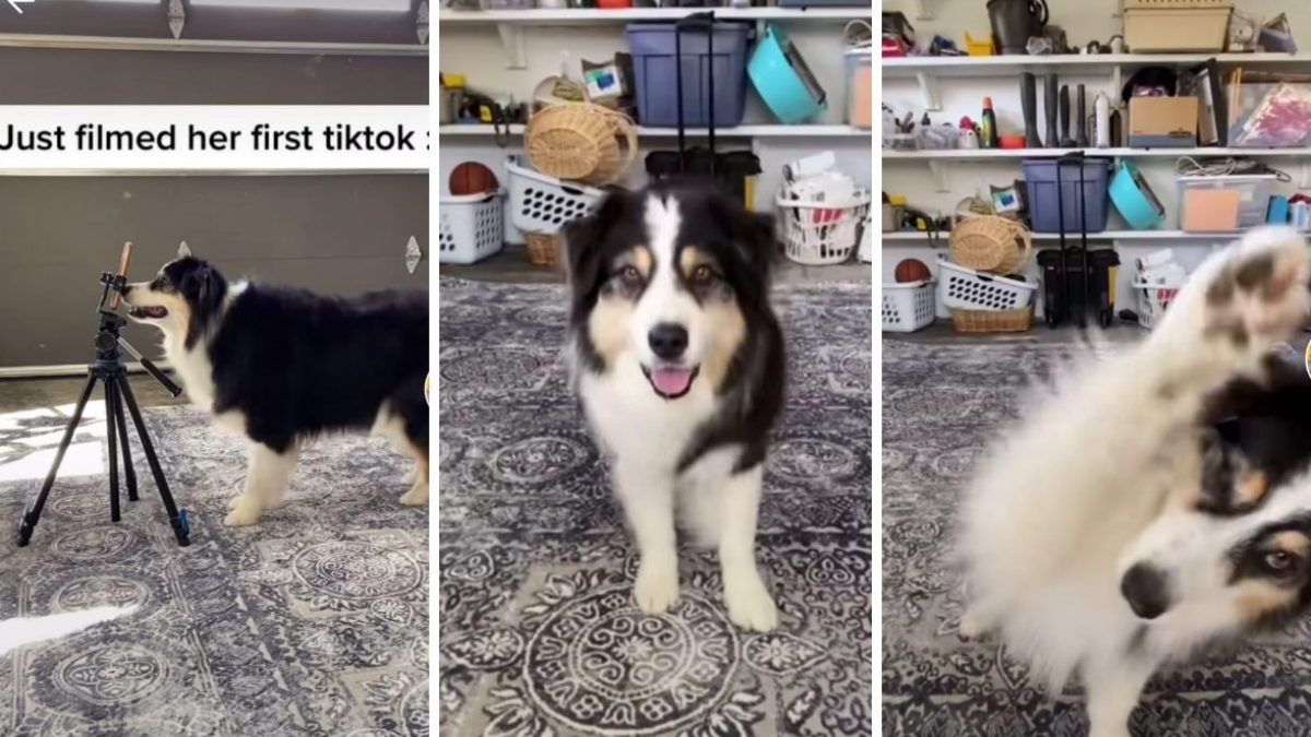 TikTok: captaron a perrito tiktoker grabándose a sí mismo