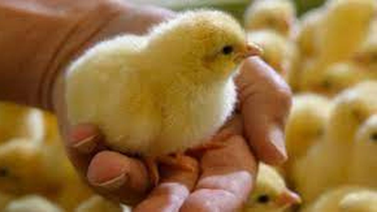 Protocolo sanitario para la provisión de pollitos bebé