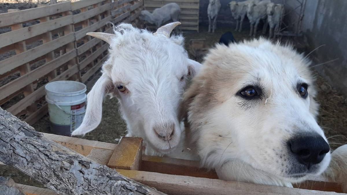 Cómo trabajan los perros entrenados para proteger a los chivos neuquinos