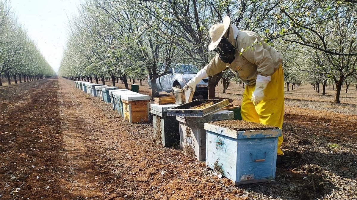 Actualizan el stock de colmenas para garantizar la sanidad de los apiarios