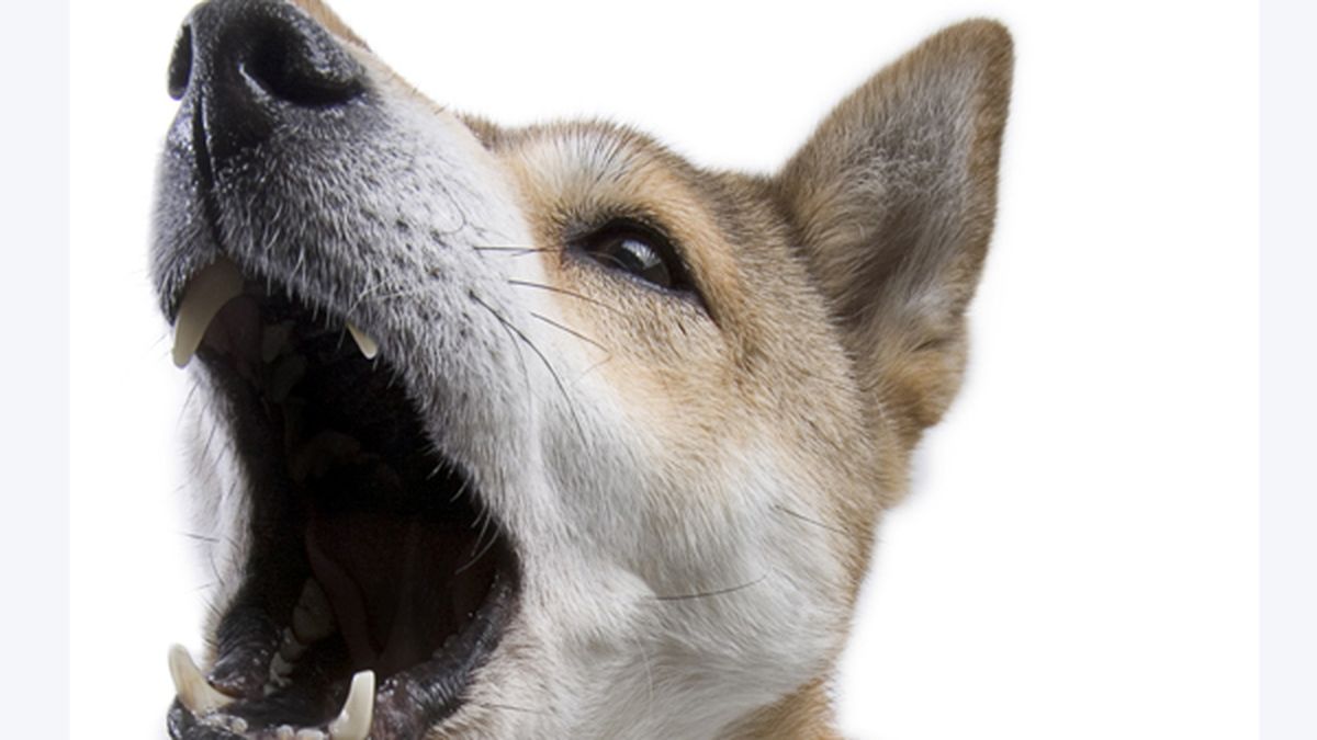 El lenguaje detrás de los ladridos de los perros