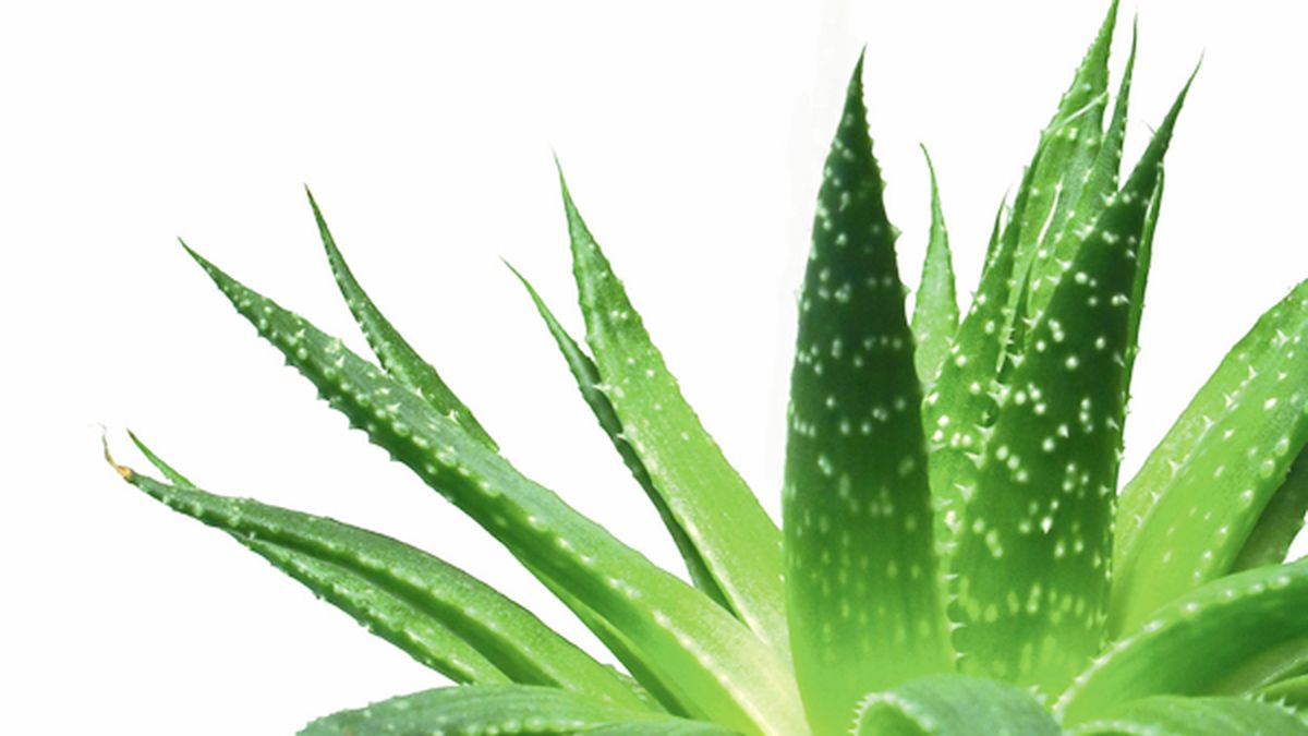 Aloe vera: la planta que cuidó la piel de Cleopatra