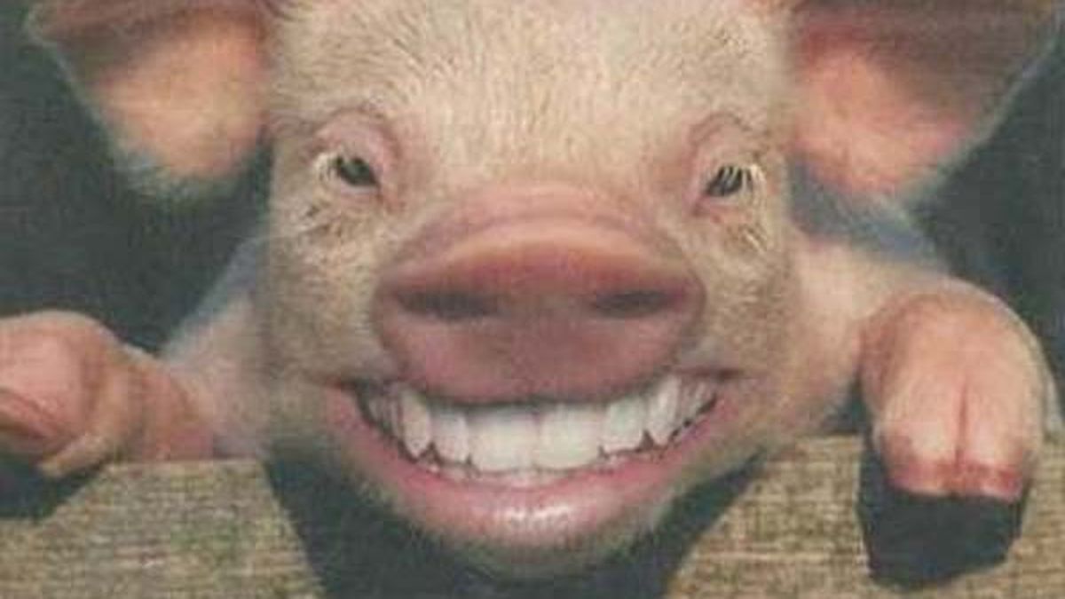 Chancho con escaso pedigree los dejó a todos en el hospital