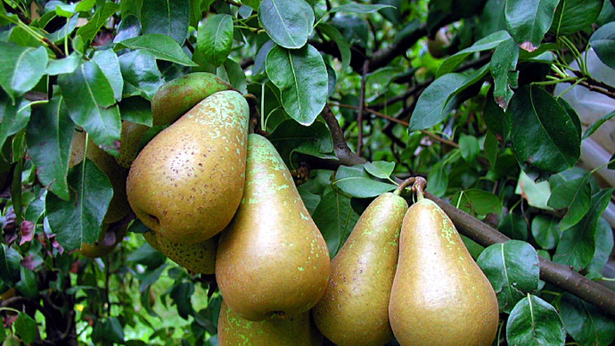 La pera Conference largo con buenos precios en Europa