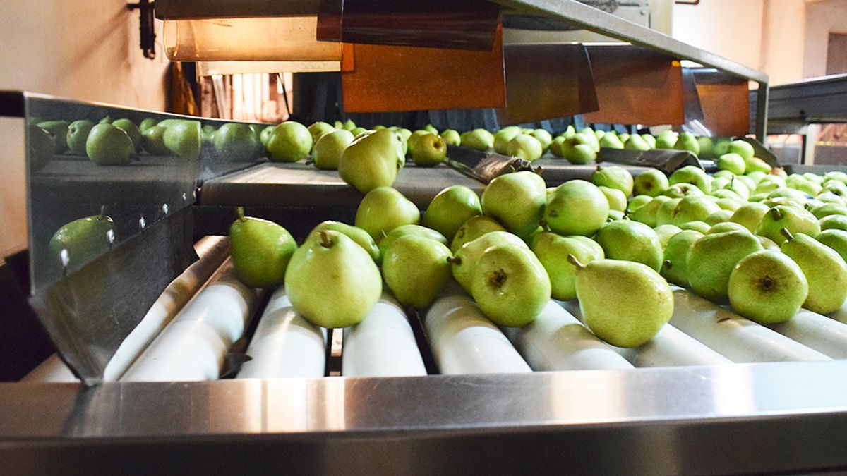 Las exportaciones de pera alcanzaron las 270.156 toneladas