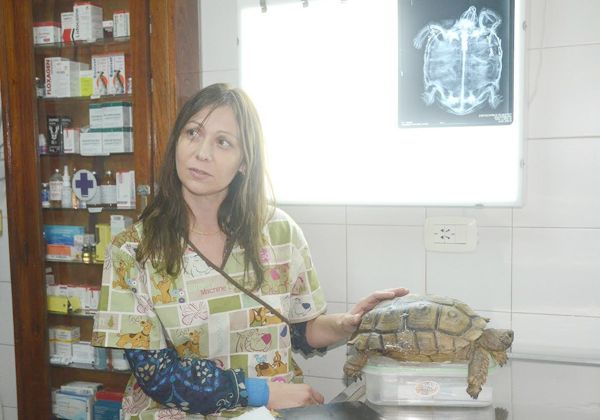 Una tortuga con ruedas y una mona quemada: los pacientes de Silvina