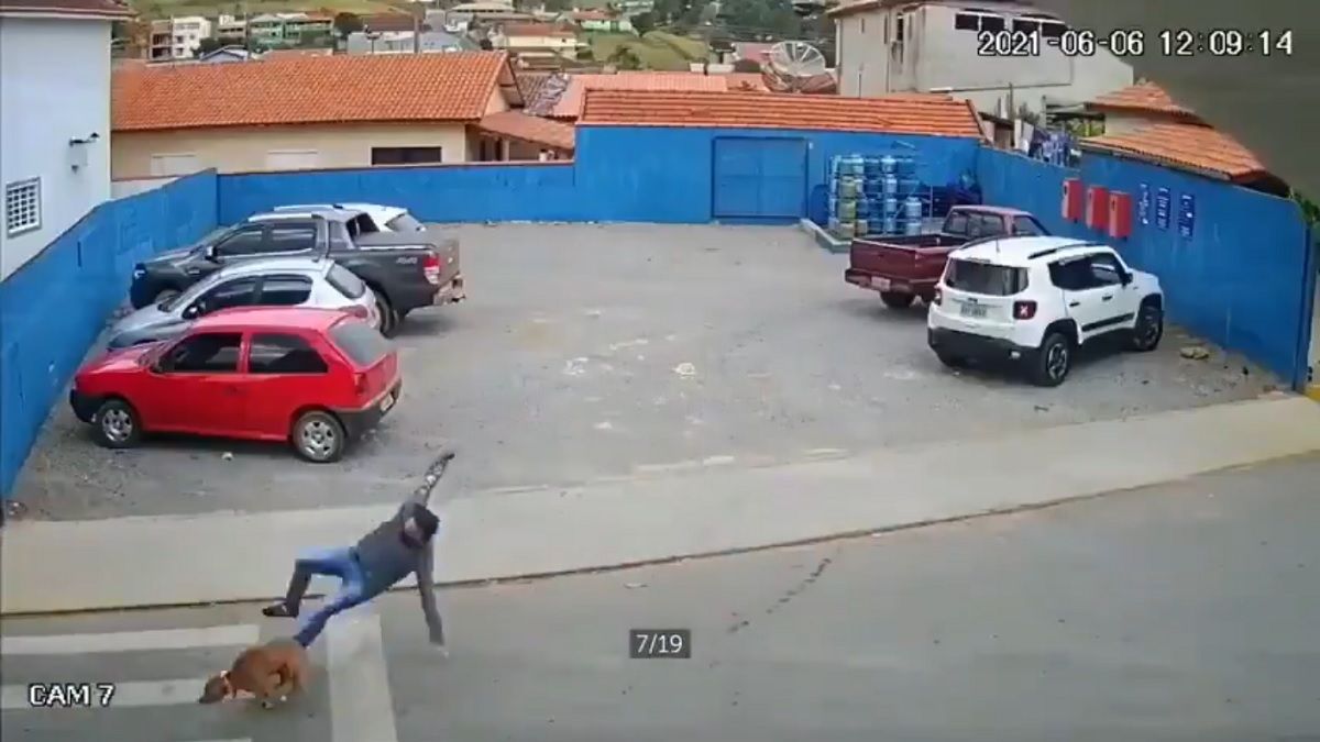 Viral: los memes del perro que atropelló a un hombre