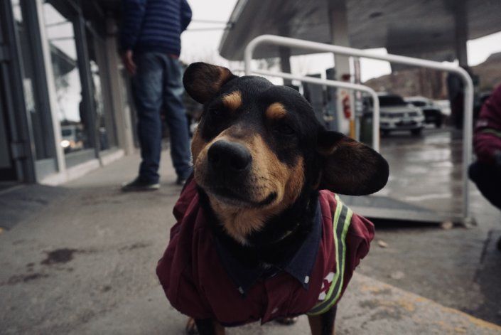 La historia del perro playero que conquista a los turistas en Piedra ...
