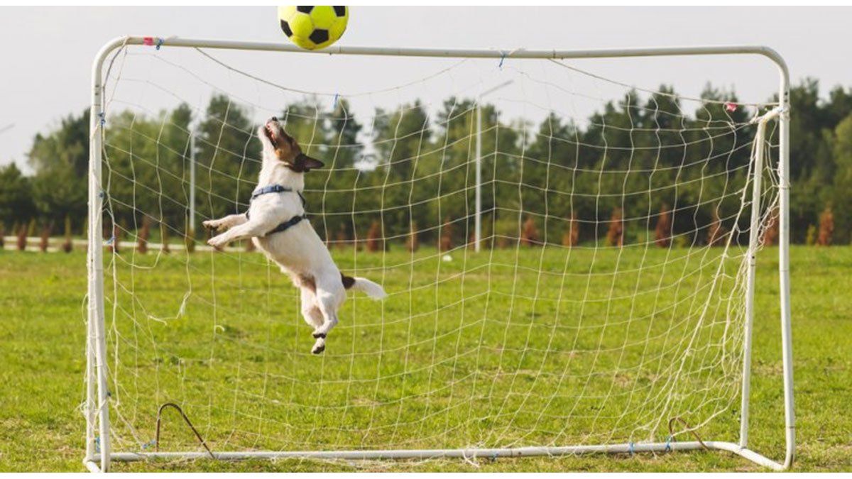 ¡Perrito futbolero! El simpático festejo de gol frente a la tele