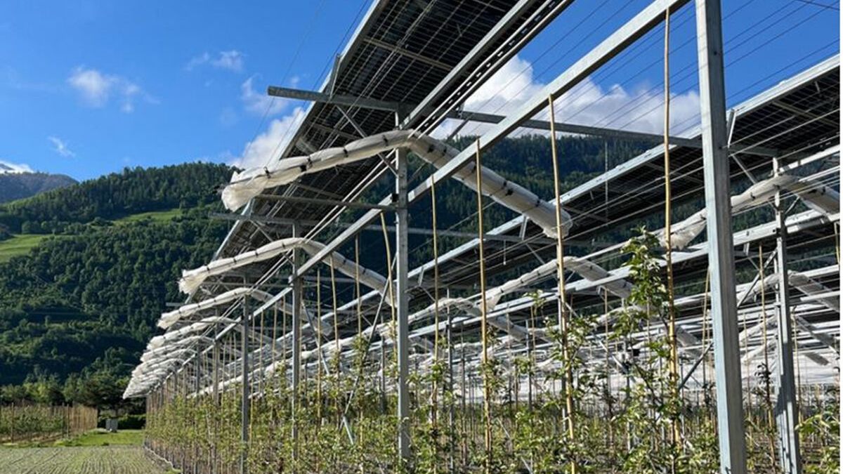 Cultivo de cerezas en Suiza: energía solar y agricultura van de la mano