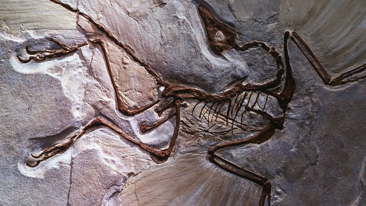 Argentinos hallaron el fósil de un raro reptil en Brasil