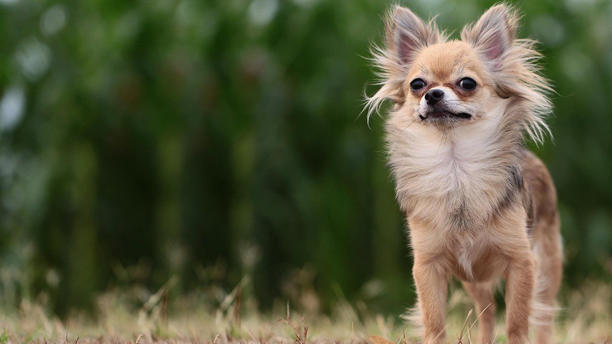 YouTube: este chihuaha se cree un perro grande