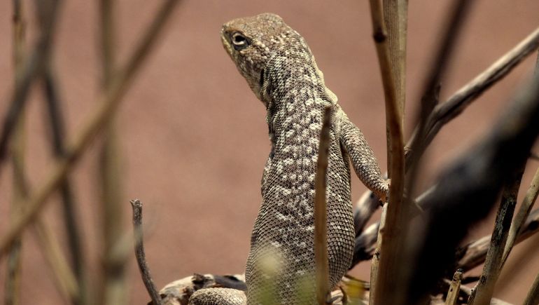 Descubrieron una nueva especie de lagartija en Añelo