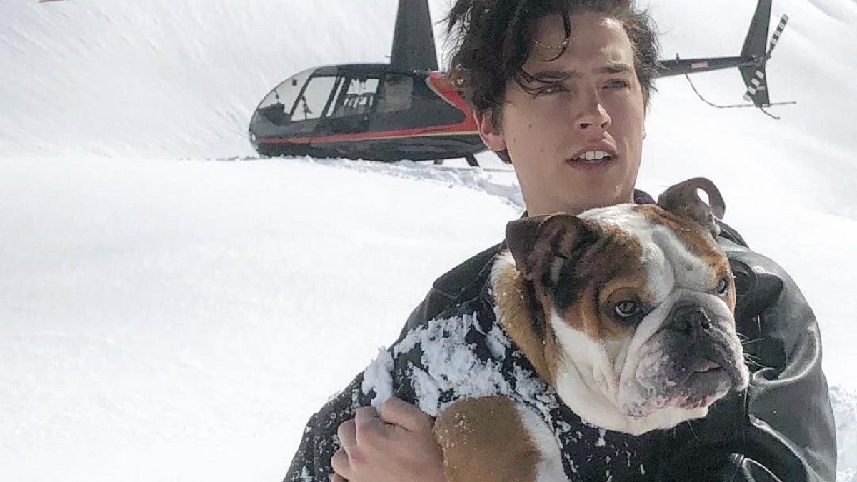 Mister Bentley, la mascota de Cole Sprouse que es influencer en TikTok