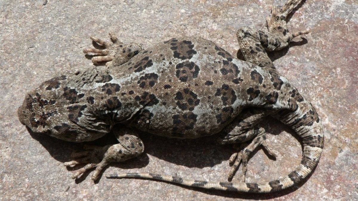 Descubrieron una nueva especie de lagartija en Neuquén: vive a más de 1.700 metros de altura
