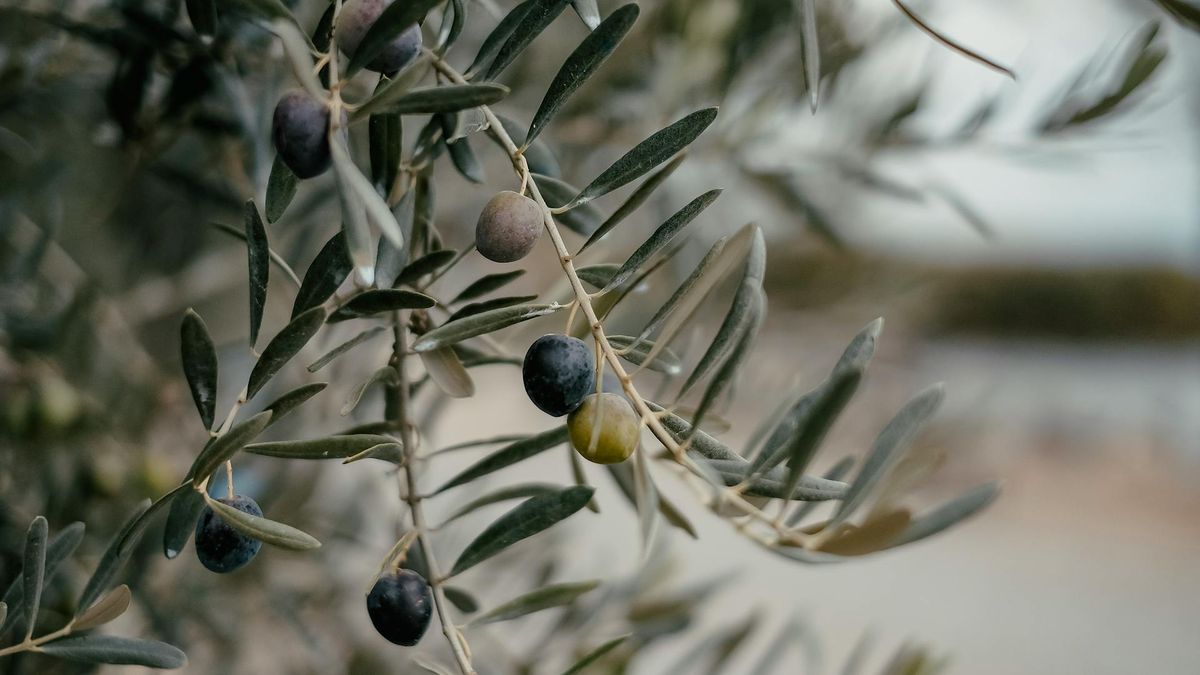¿Puede el frío extremo de la Patagonia producir el mejor aceite de ...