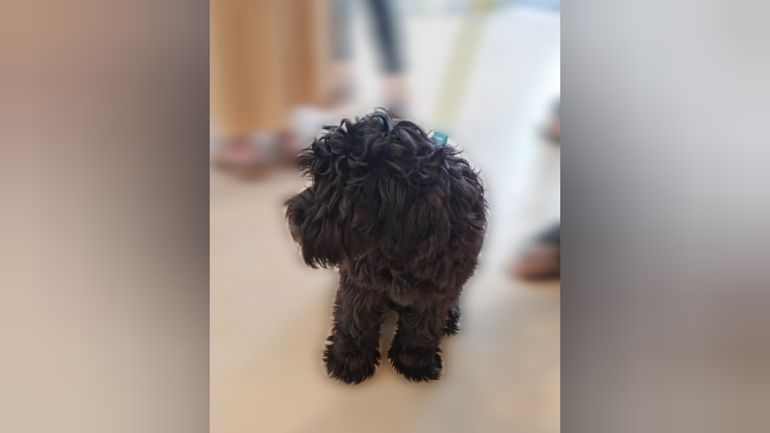 Oreo, el perro terapéutico que ayuda a descubrir abusos a niños