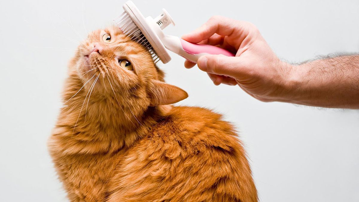 El pelo del gato, un signo de su actitud