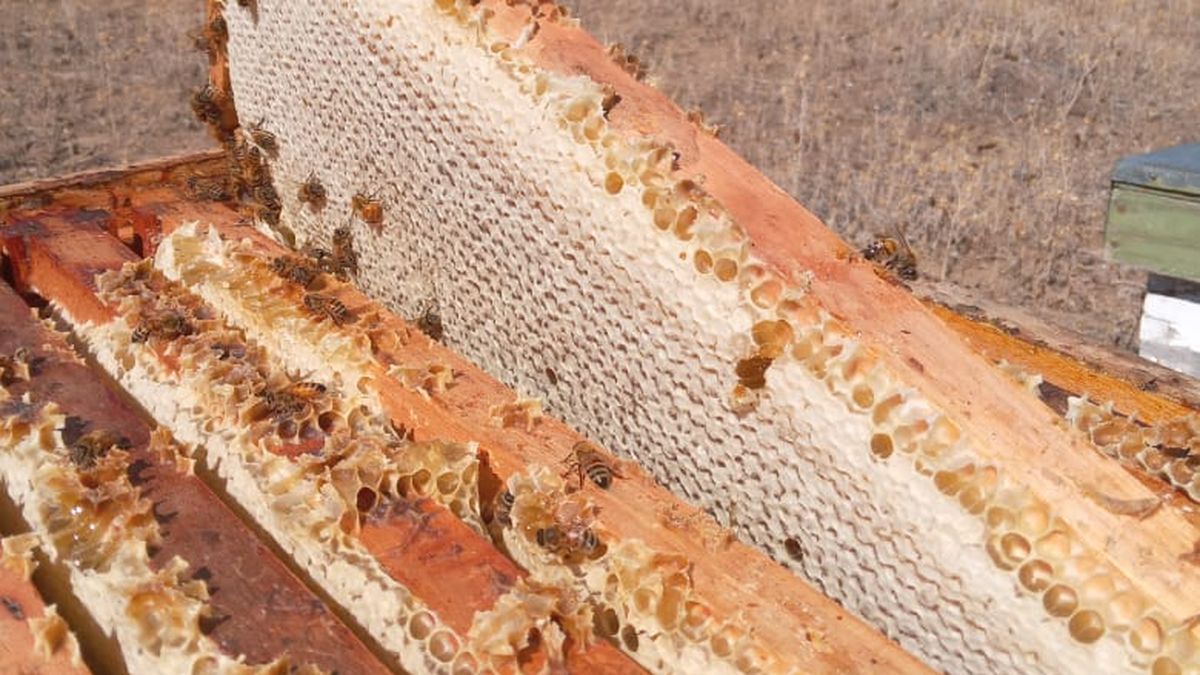 Evalúan necesidades y proyecciones del sector apícola