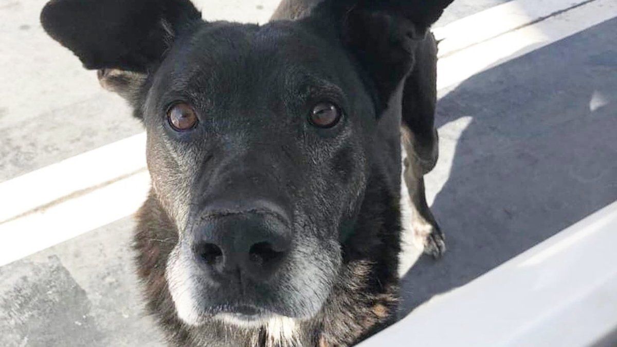 La trágica historia de Toto: vivió años en la calle y murió cuando lo ...