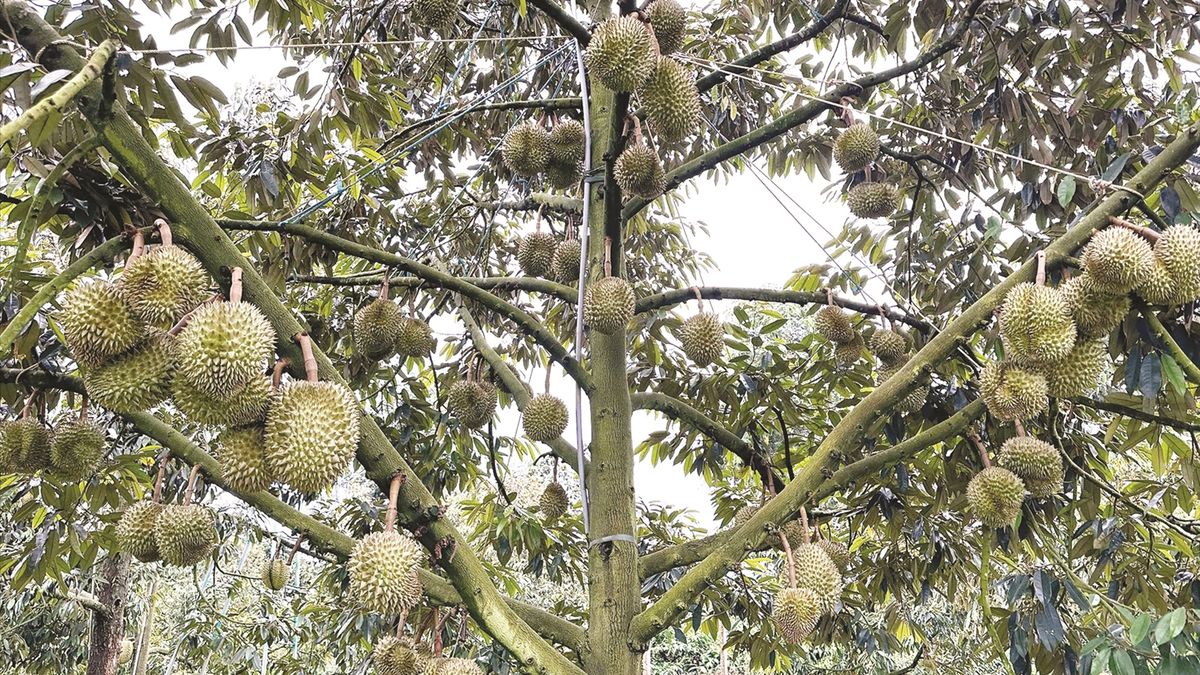 Cómo el durian se convierte en un pilar económico clave para Asia