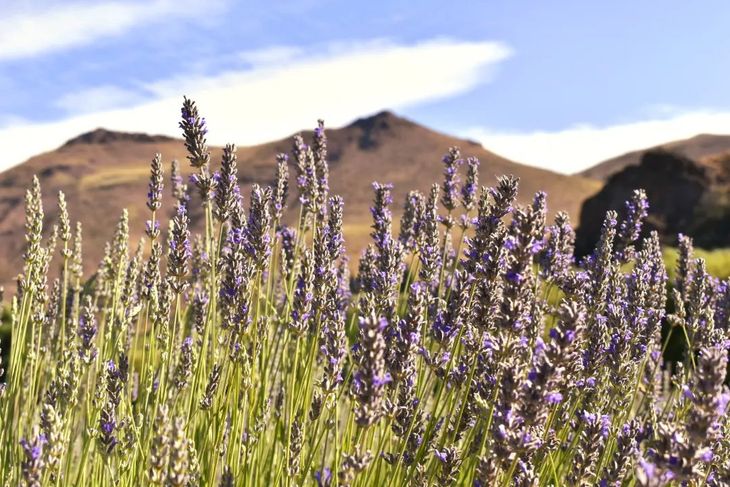 La historia de la primera Cosecha de lavanda