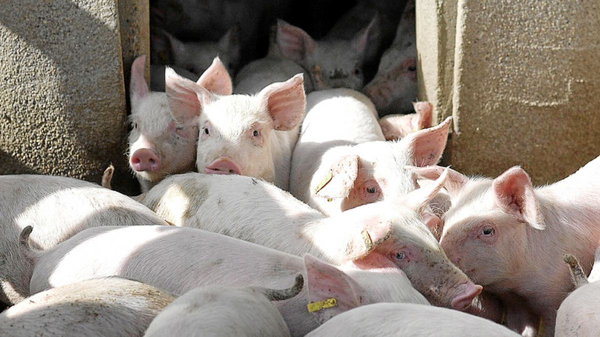 Los mejores chanchos se mostrarán otra vez en Senillosa