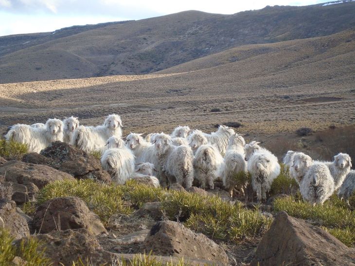Patagonia: por la sequía, cayó 40% la parición de chivos y habrá menos ...