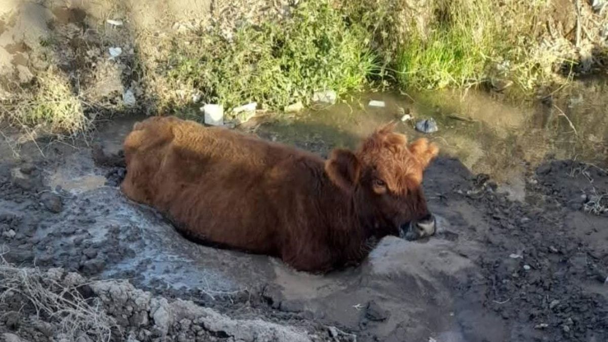 Rescatan a una vaca que pasó horas atrapada en el barro de un canal en ...