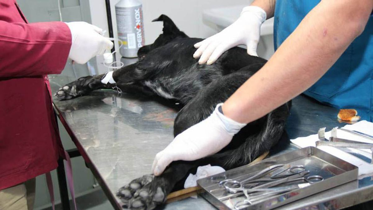 Castrar perros ya marcó un récord en Centenario