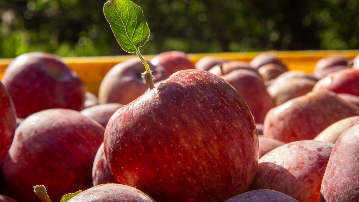 El secreto de las manzanas en alta densidad en Michigan: más inversión ...