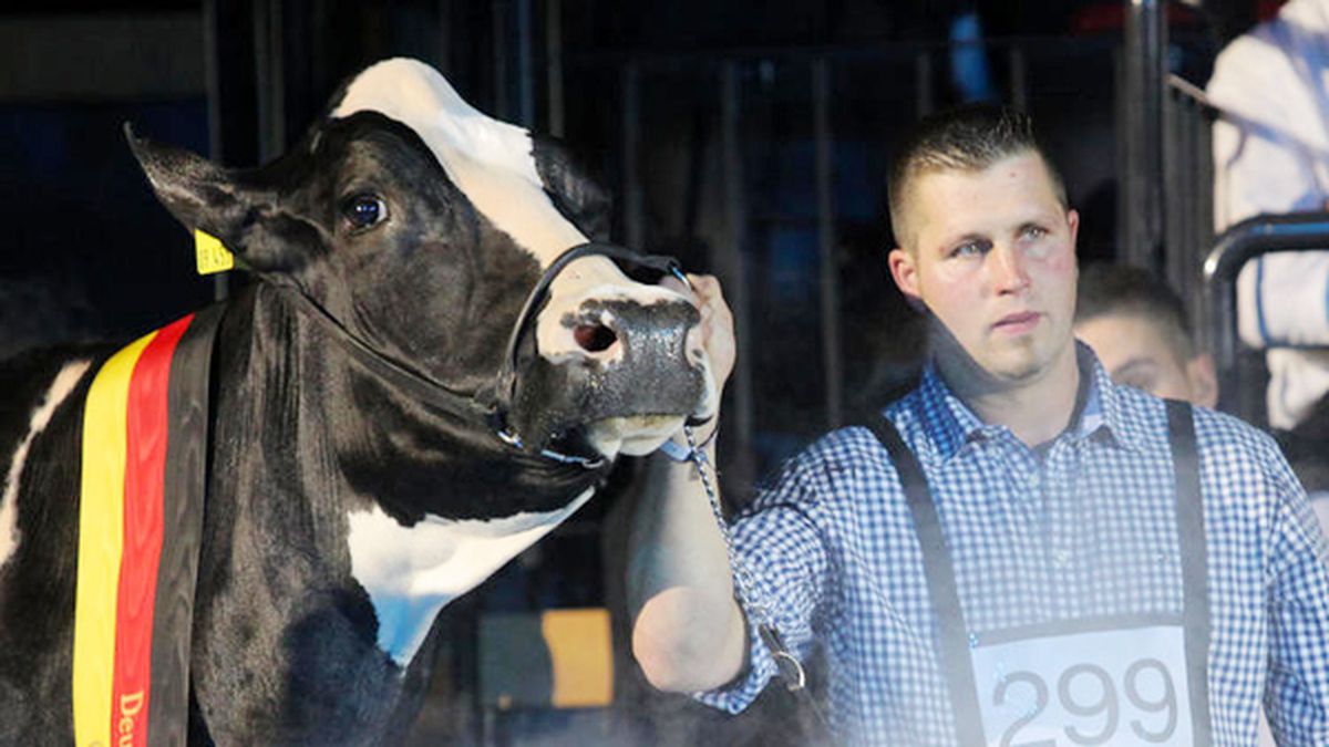 Lady Gaga, la vaca alemana más bonita