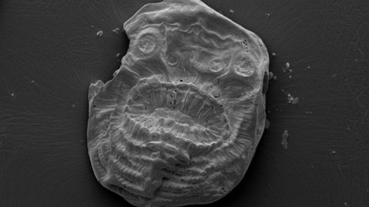 Encontraron microfósiles con grandes revelaciones