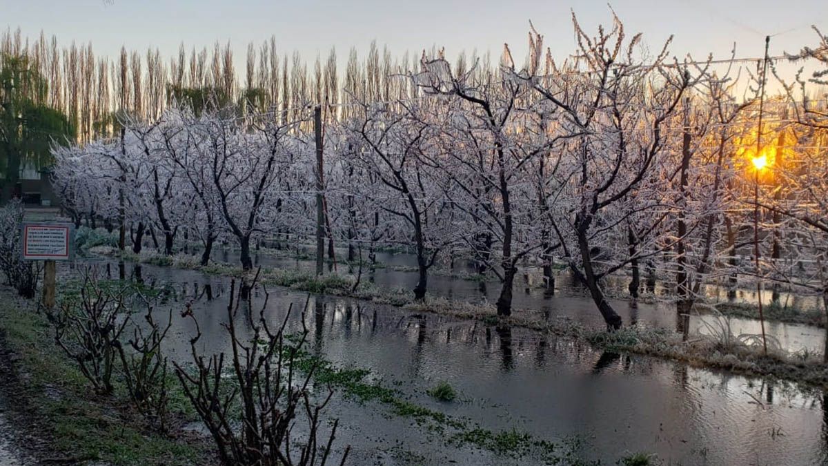 Heladas tardías: cómo afectan a la fruticultura del valle