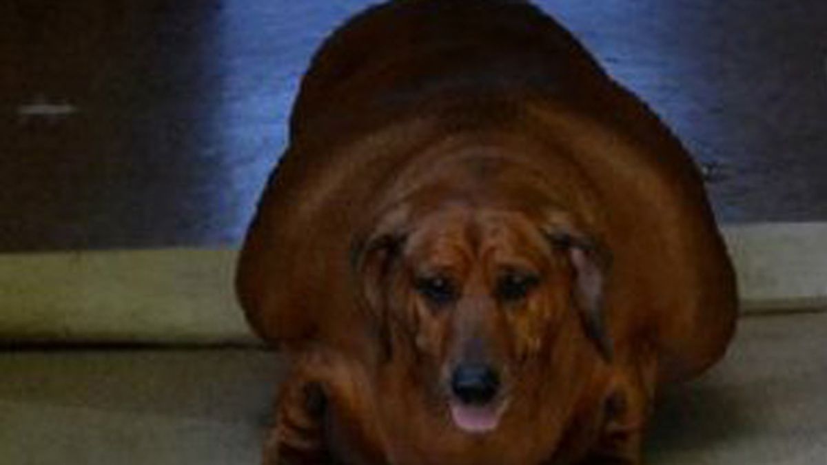 Un perro salchicha le ganó a la obesidad y tiene su propio calendario