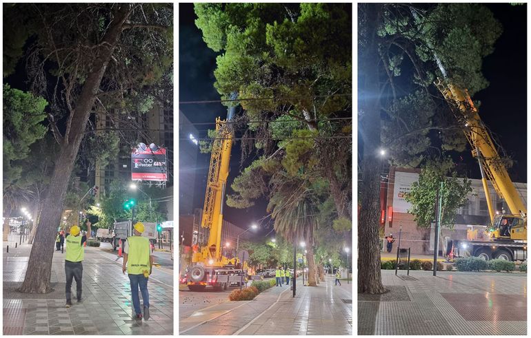Ya empezaron a talar cinco pinos históricos en la Avenida Argentina: las razones y cómo van a ...