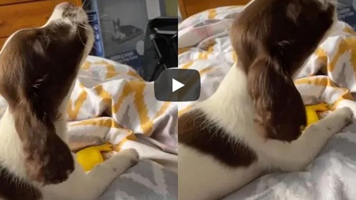 El aullido de este perrito es viral en YouTube
