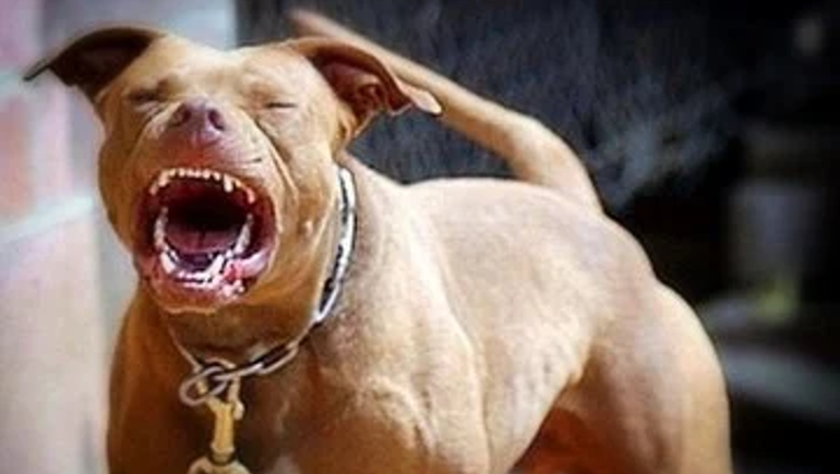 Fue atacada por un pitbull y evalúan amputarle los dos brazos