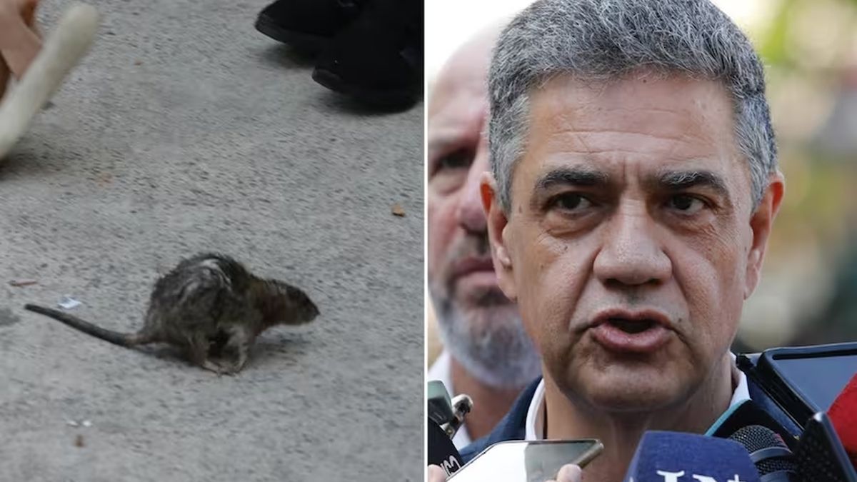 Desopilante momento con gritos y patadas en vivo: una rata gigante ...