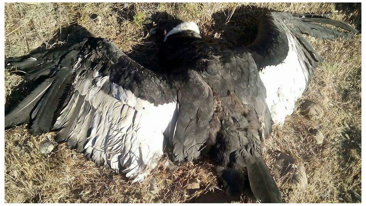 Encontraron un cóndor muerto y creen que lo mataron cazadores