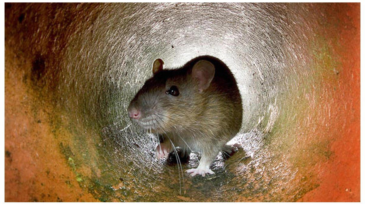 Nueva York les declara una vez más la guerra a las ratas