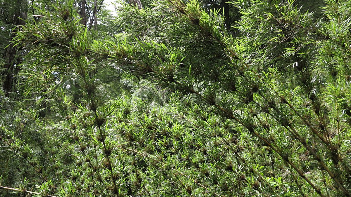 La caña Colihue, la razón por la que florece el hantavirus