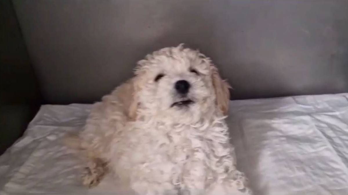 Perro de dos meses se intoxicó con marihuana y veterinarios alertan por ...