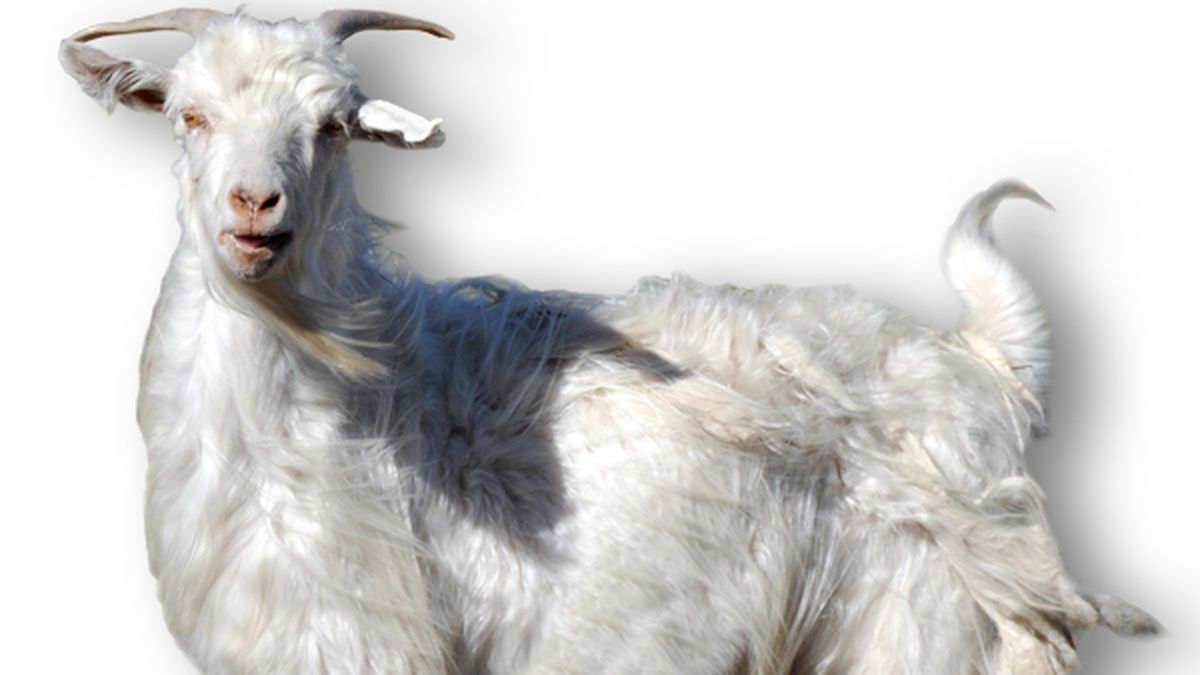 El chivo, uno de los menúes más caros