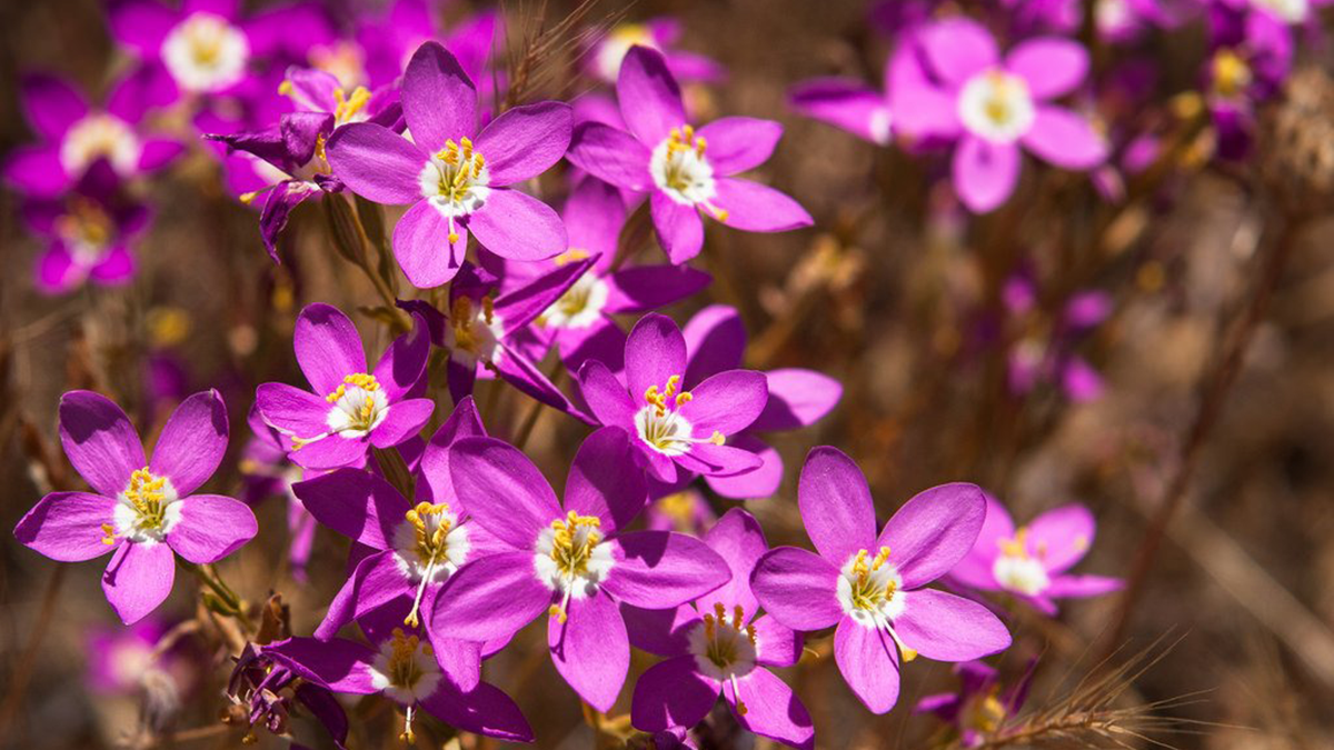 La opinión de una agrónoma sobre la planta mapuche contra el COVID
