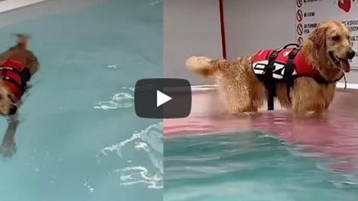 YouTube: este perrito tuvo su primera clase de natación