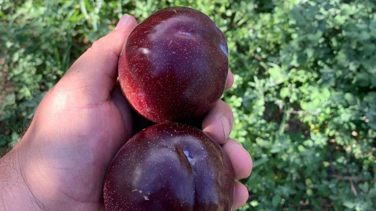 La producción de ciruela, una alternativa que avanza en el Valle