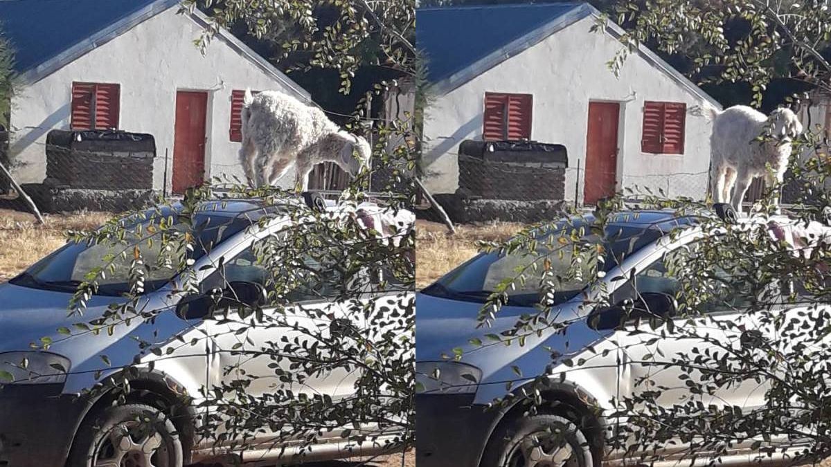 Video: furor en el centro neuquino por una chiva que se cree perro