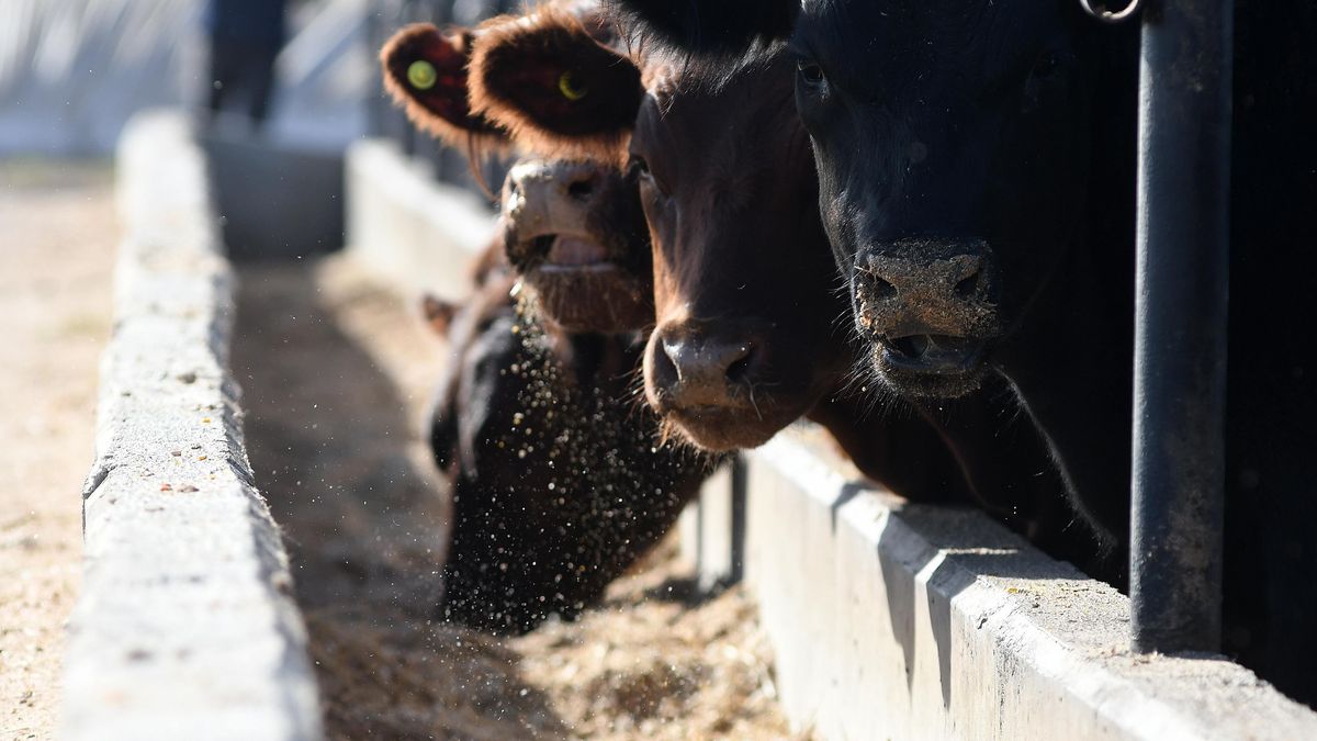 Argentina tiene el mismo rodeo vacuno que en 1978, pero casi el doble ...
