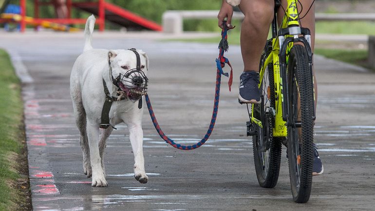 Verano: ¿a qué partes del río pueden ir los perros?